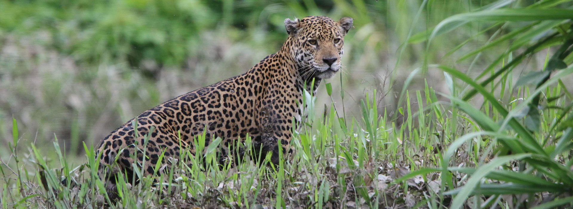 Wildlife Tours from Cusco – Hidden Jungle Cusco